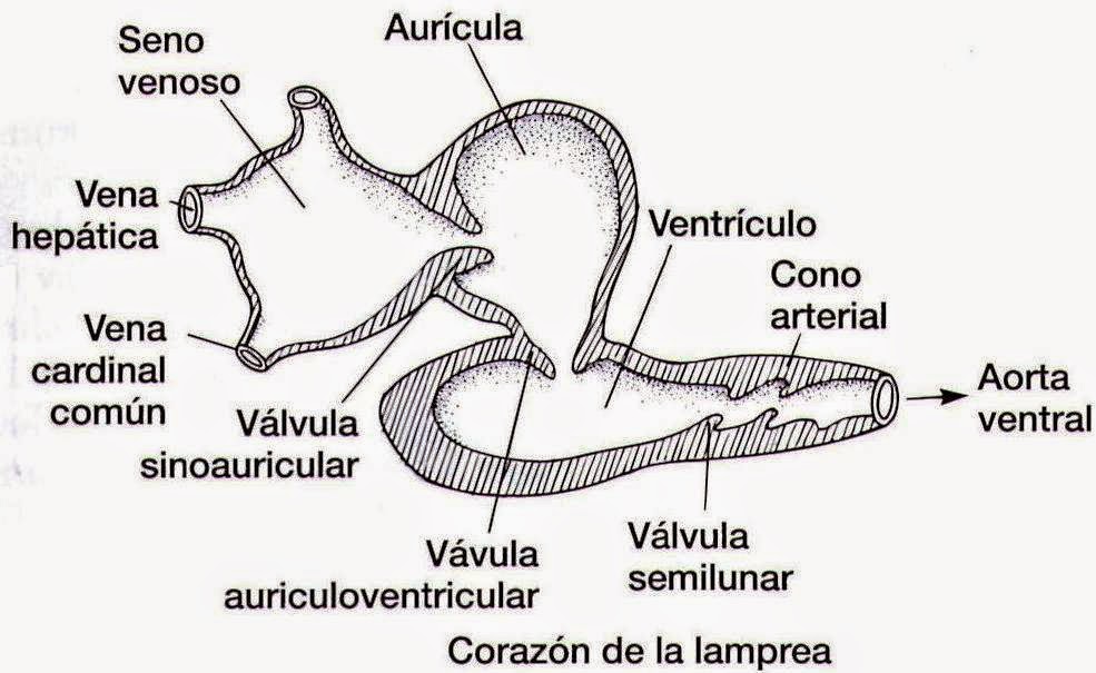 Info animales: PECES CONDRICTIOS, OSTEÍCTIOS Y PETROMIZÓNTIDOS