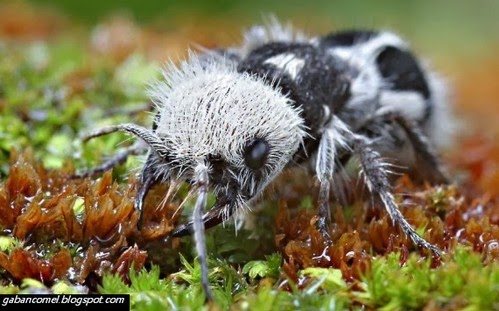 Pelik! Semut Ini Nampak Comel Tapi Berbahaya . - Gaban Comel