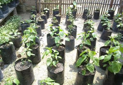 5 Jenis Cabai yang Banyak di Konsumsi di Indonsia