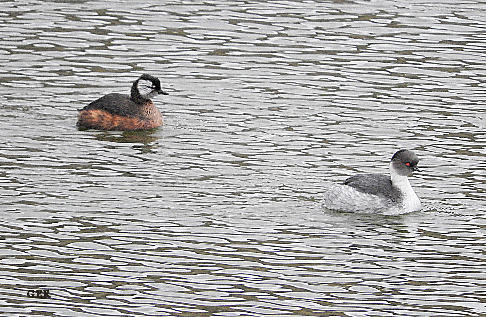 Aves del Golfo San Jorge: Macá plateado (Podiceps occipitalis)