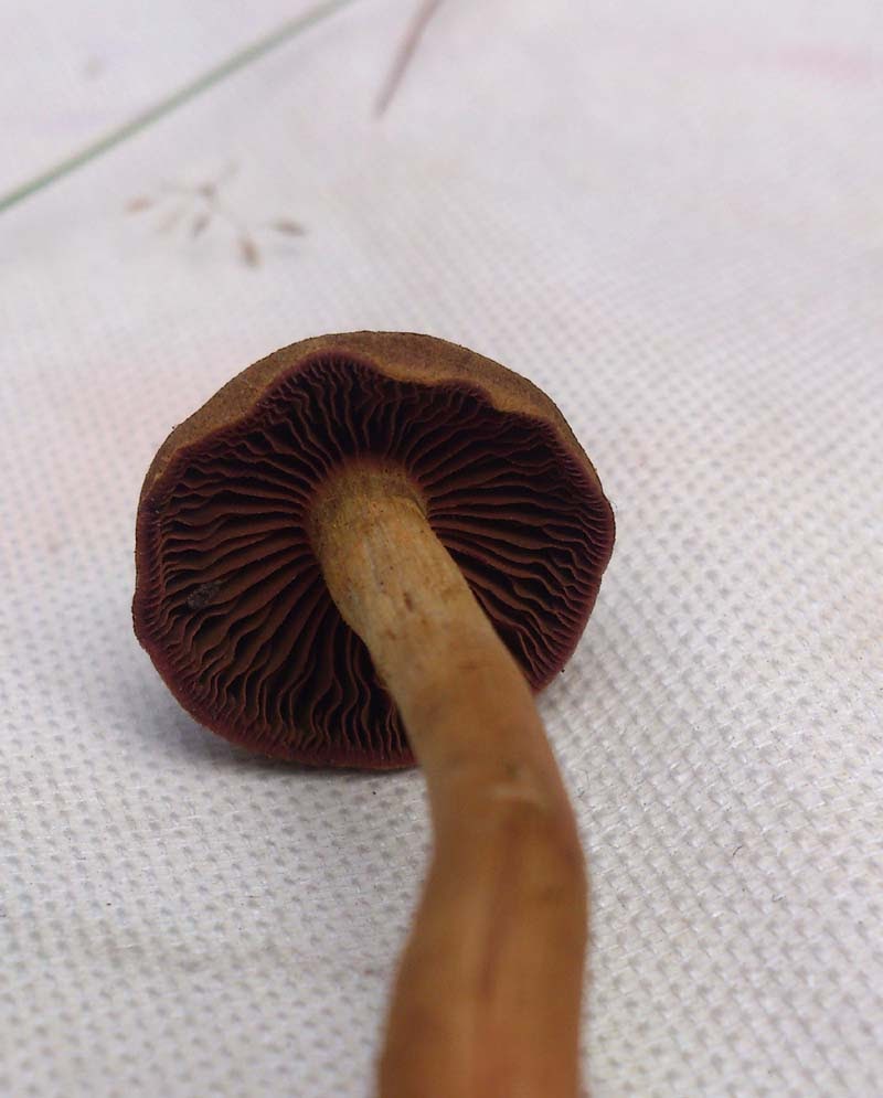 DAMMEN: Vi jobbar med svamp