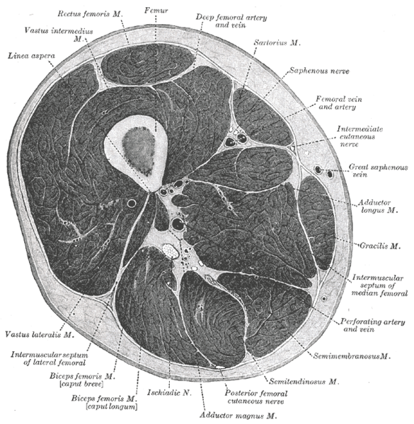 VIETNAMESE MEDIC ULTRASOUND: CASE 162: INTRAMUSCULAR MASS of RIGHT ...