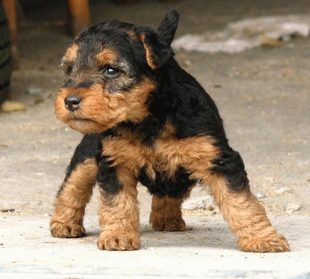 Terrier Dog Puppies Pictures