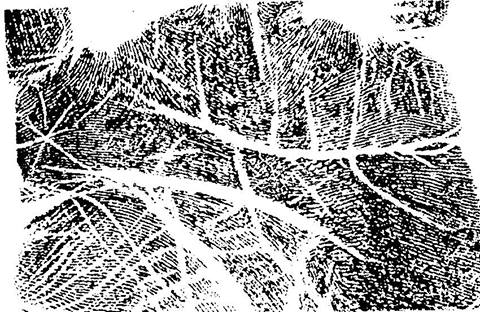 Mystic Cross Indicates Psychic Power | Indian Palmistry ~ INDIAN ...