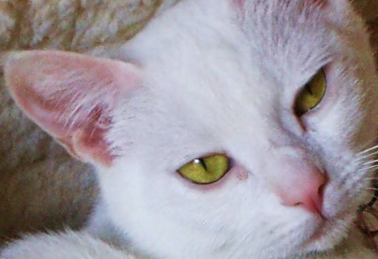 DOWAGER QUEEN: Bug Eye Ninja Cat