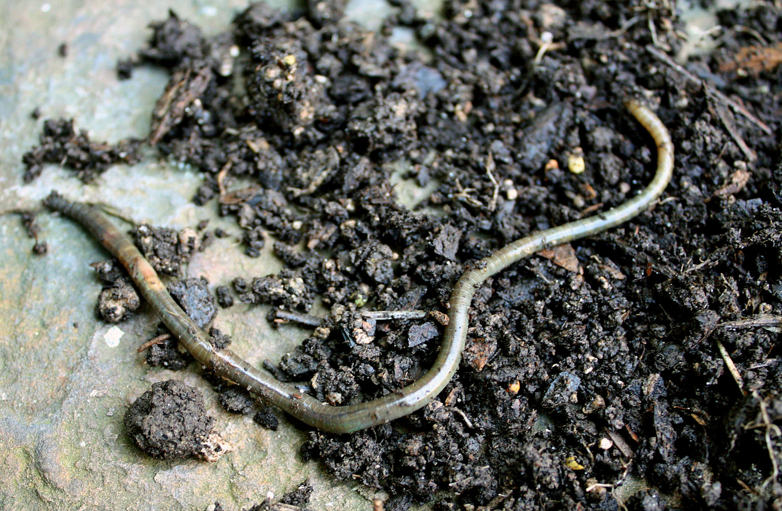 Southern Lagniappe: From 2011: "An Earthworm Story"