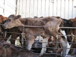 Animal Cruelty: Bobby Calves