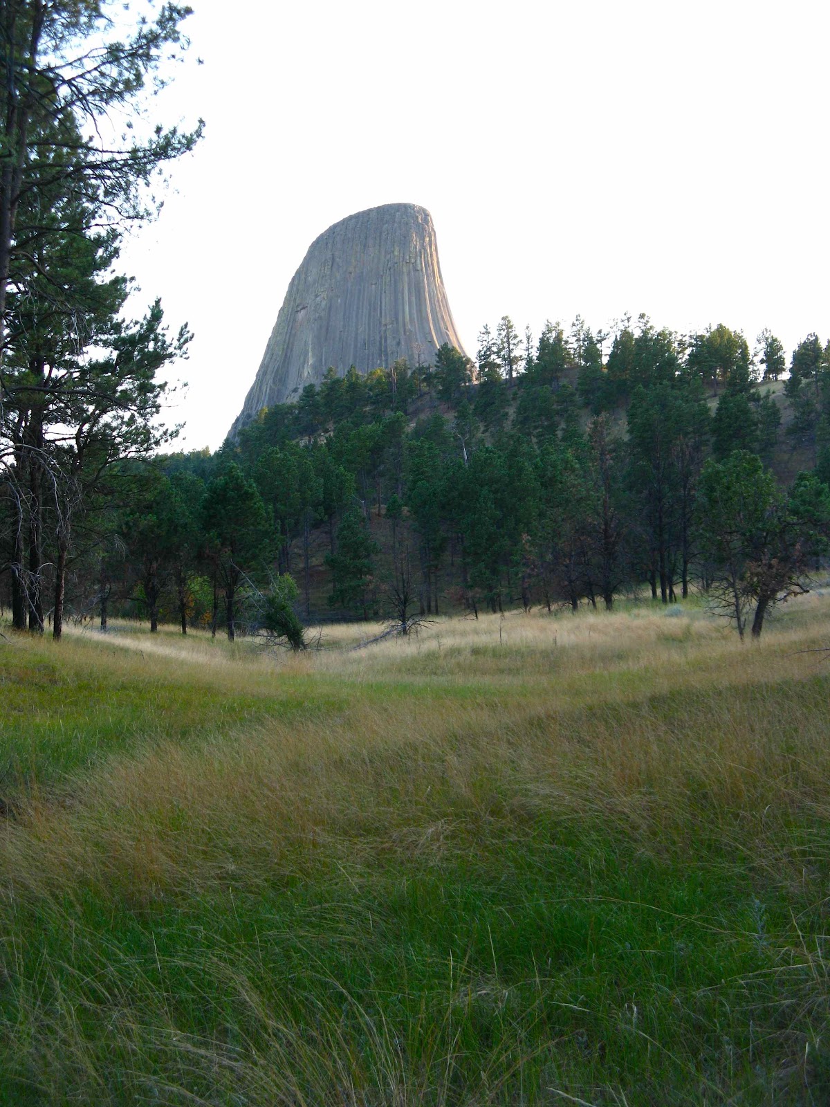 In the Company of Plants and Rocks: The many views of Devils Tower