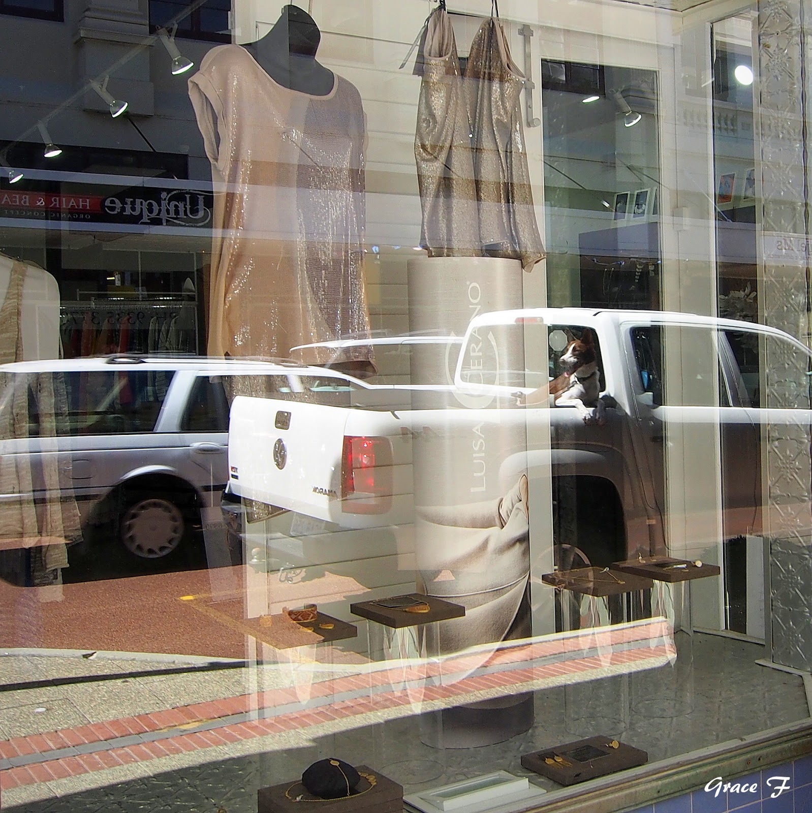 Perth Daily Photo : Smiling dog in High Street window...