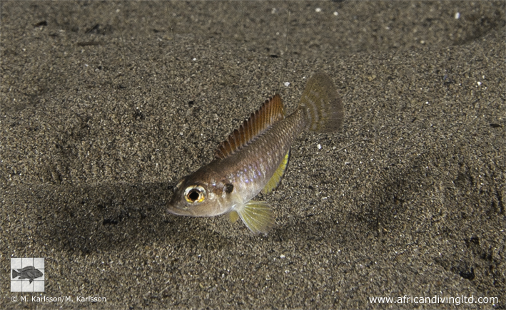 Neolamprologus Ocellatus