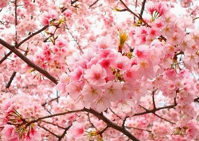 Sakura flower which beautiful and unique only in japan