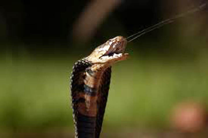 NJIRONEWSTz.: Wanajeshi Wanywa Damu ya Cobra Kambini...!!!