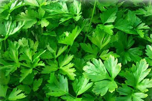 Khasiat Petroselli (Peterseli) - Kesehatan dan Kecantikan