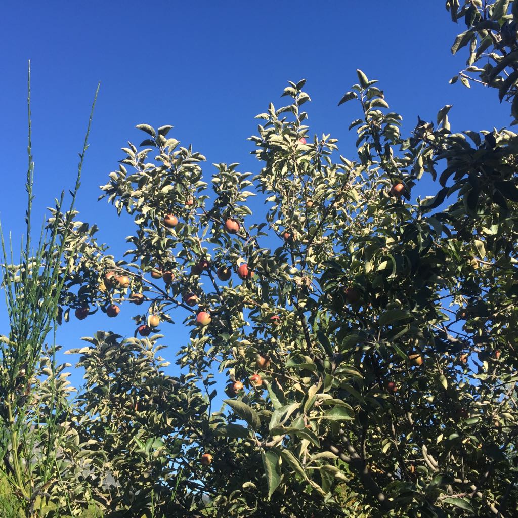 Las manzanas en la Patagonia