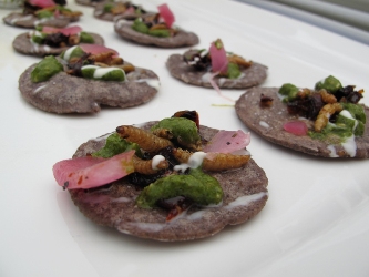 Tacos de Insectos... delicioso!!