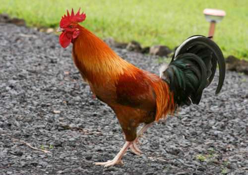 Red junglefowl photos | Birds of India | Bird World