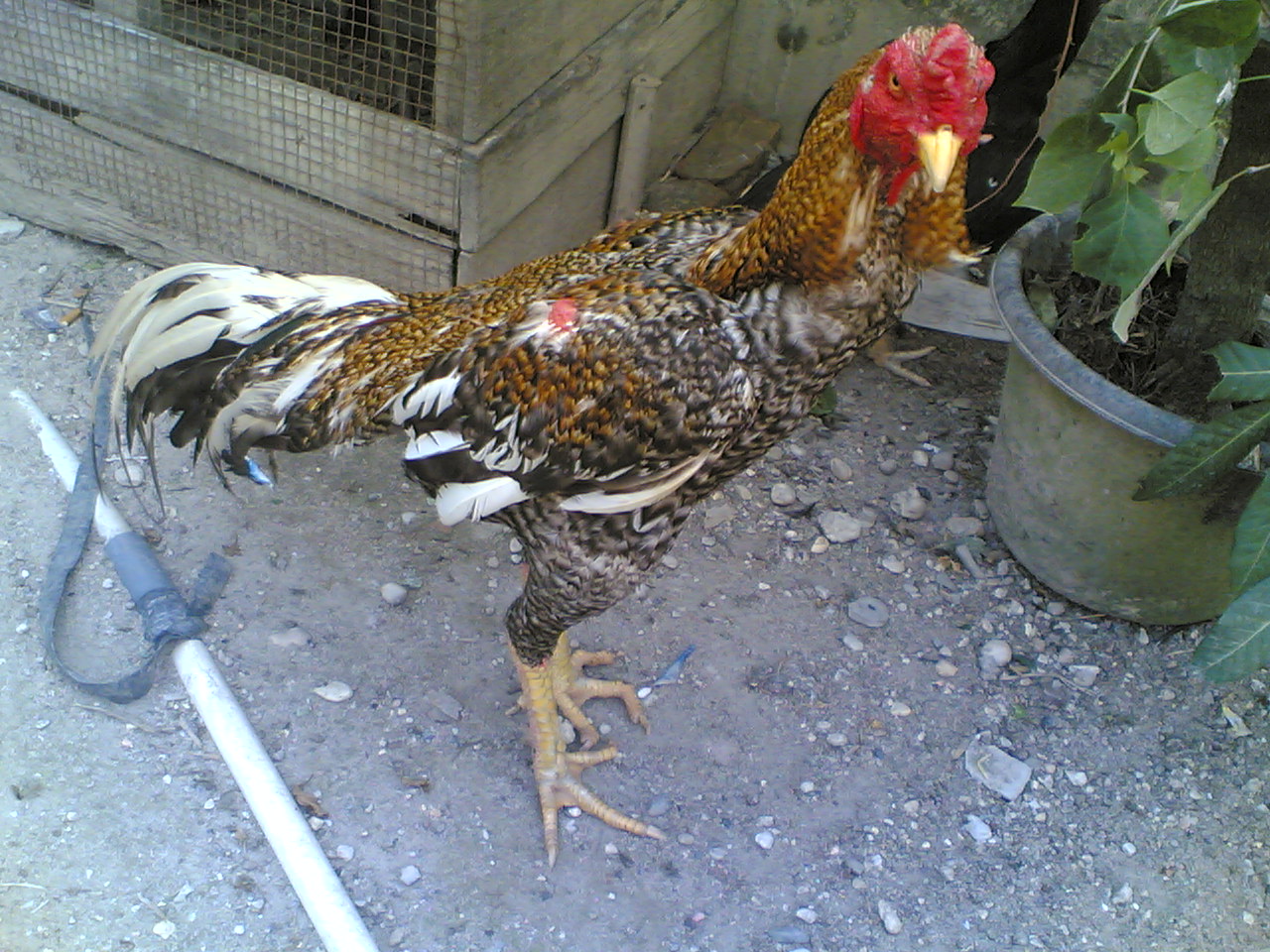 Macam-macam ayam kampung berdasarkan warna bulunya | Tips cara ...