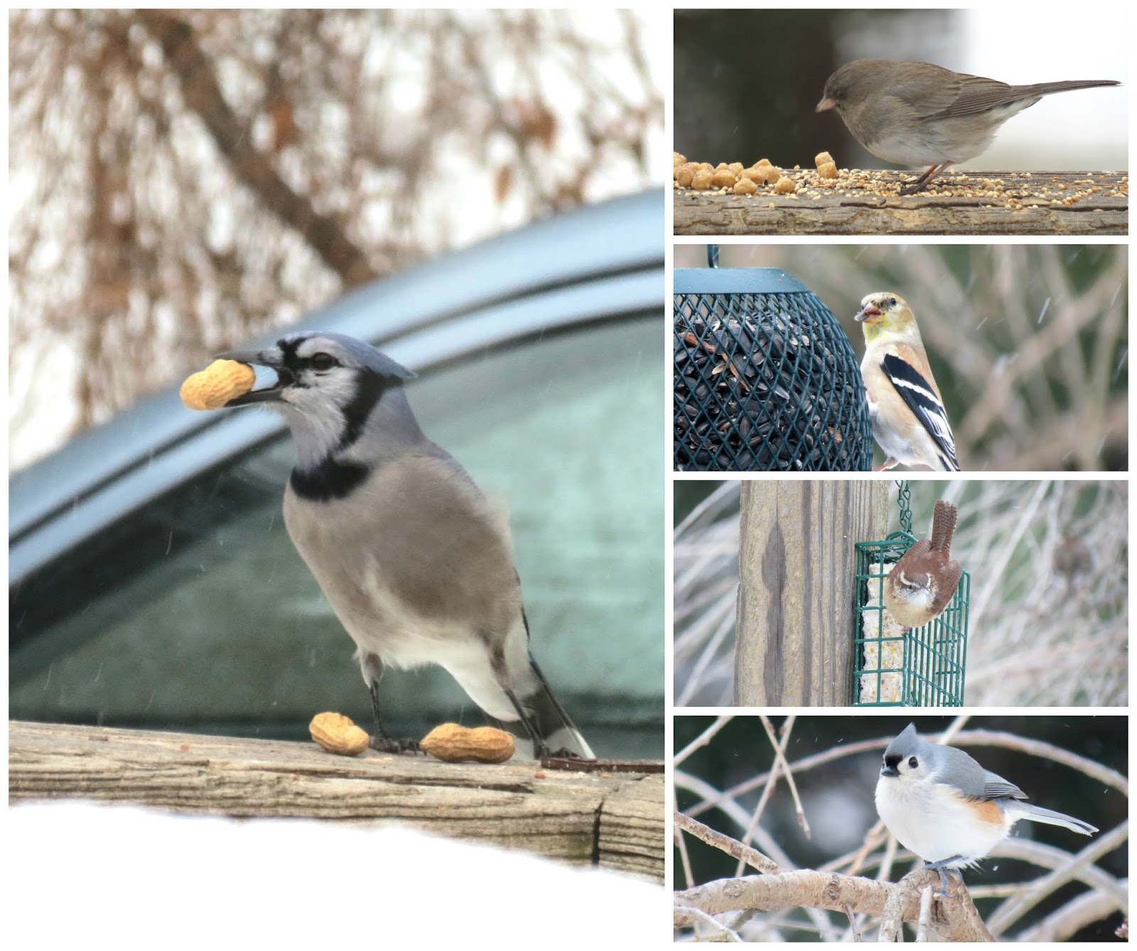 Birding Is Fun!: The Great Backyard Bird Count