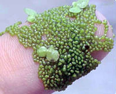 Smallest Flower Wolffia