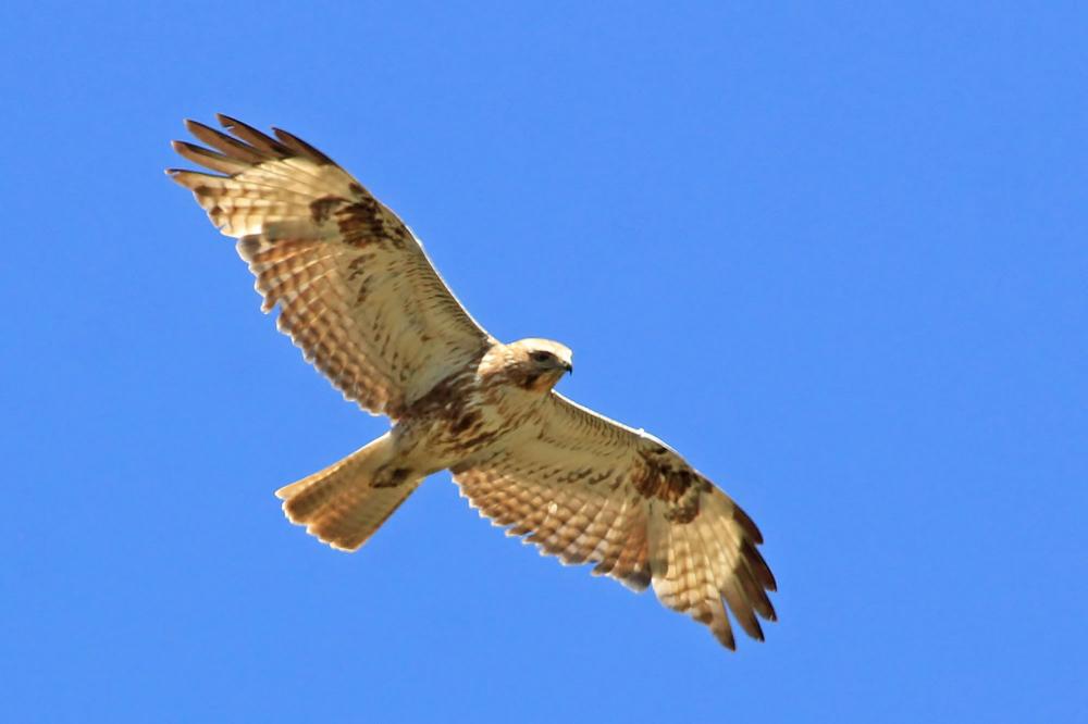 Tierra de águilas, halcones, aguiluchos y otras rapaces: Busardo ...