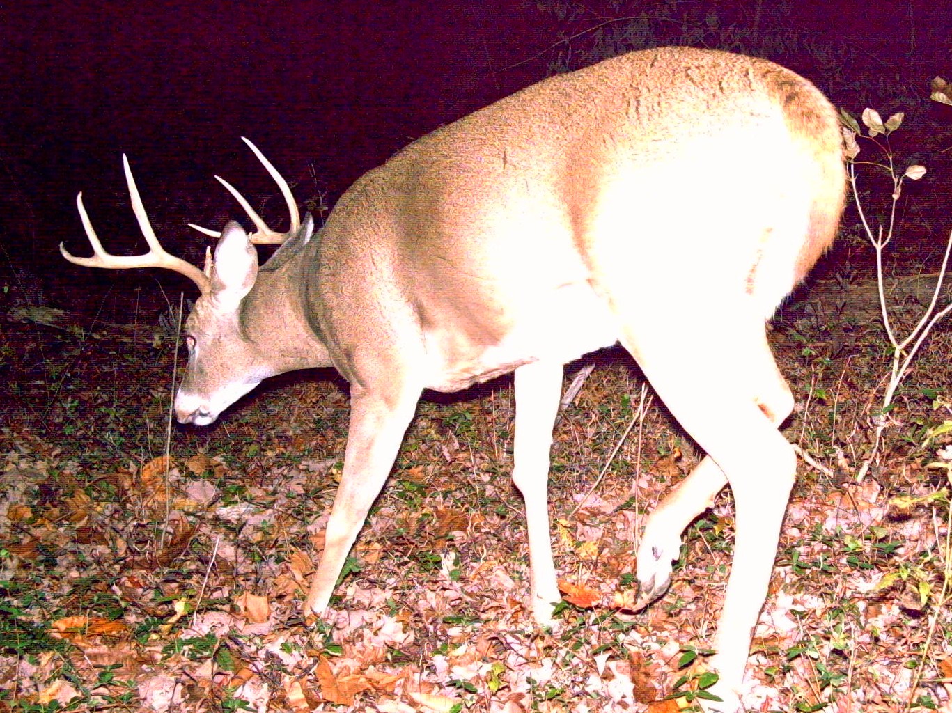 Indiana Woods and Waters: Strategies for Hunting the Hoosier National ...