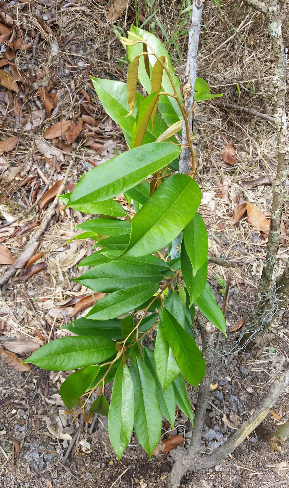 Warisan Petani: Anak Durian Raja Kunyit (Musang King)