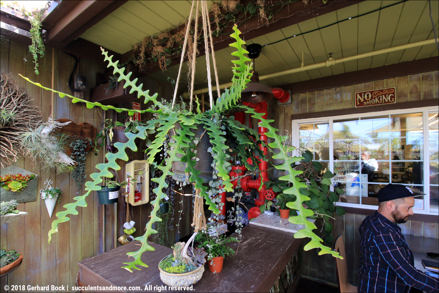 Sip and shop at the Succulent Café