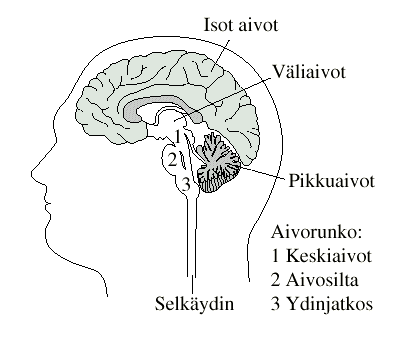 Pääsykoemaraton: Biologia 4 – luku 4: Hermosto