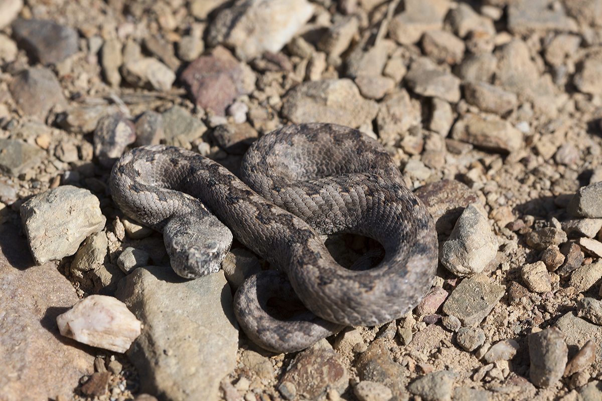 A CONTRALUZ. Marco A. Ordiñana: VIPERA O VIBORA LATASTEI