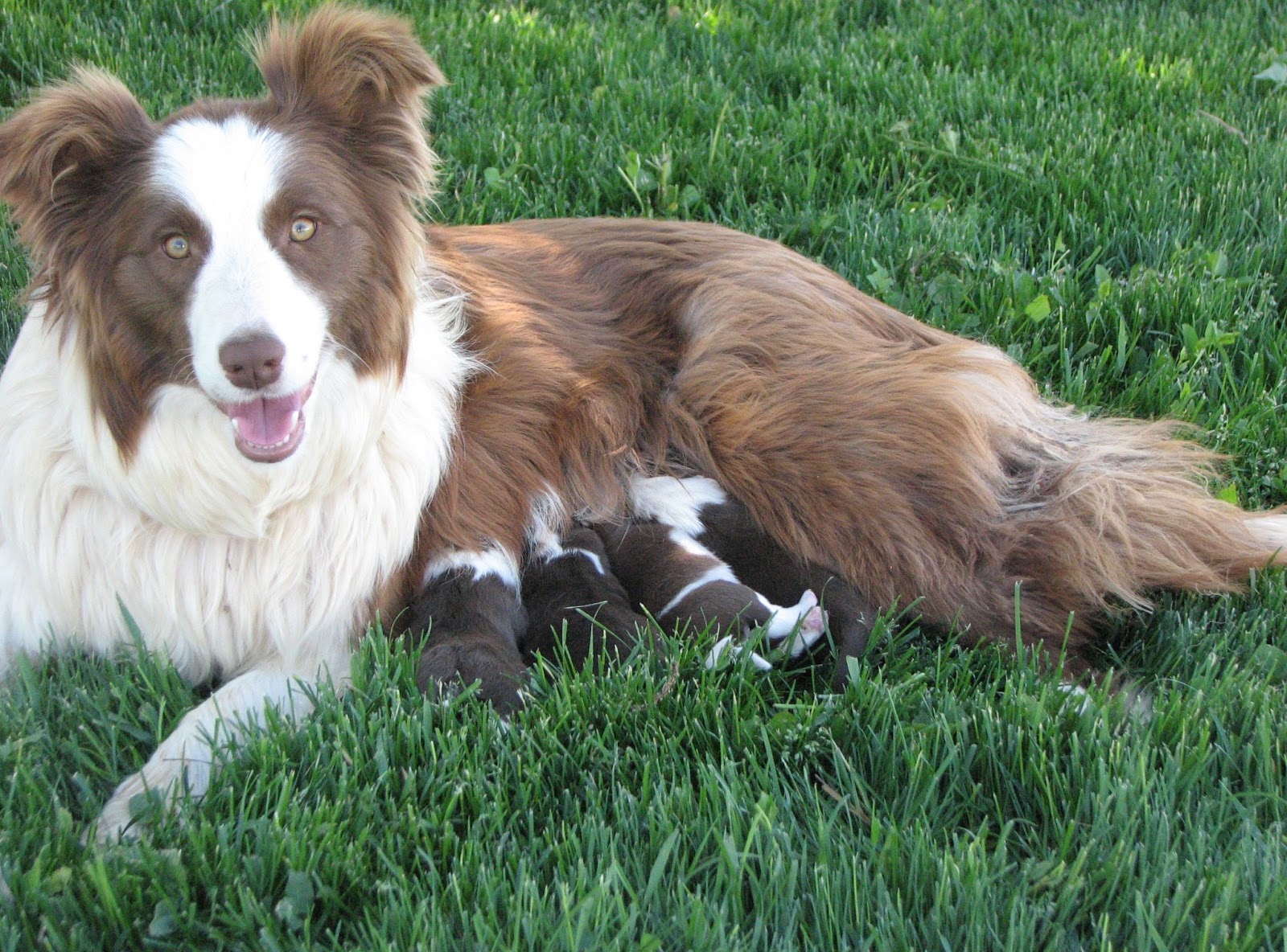 Rocky Mountain Border Collies: OUR COWGIRLS