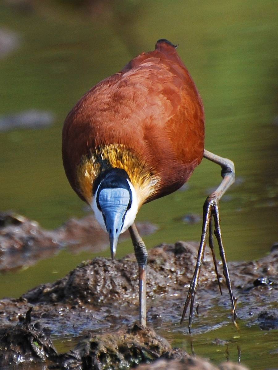 Jaçana – The Big Foot of the Bird World | The Ark In Space