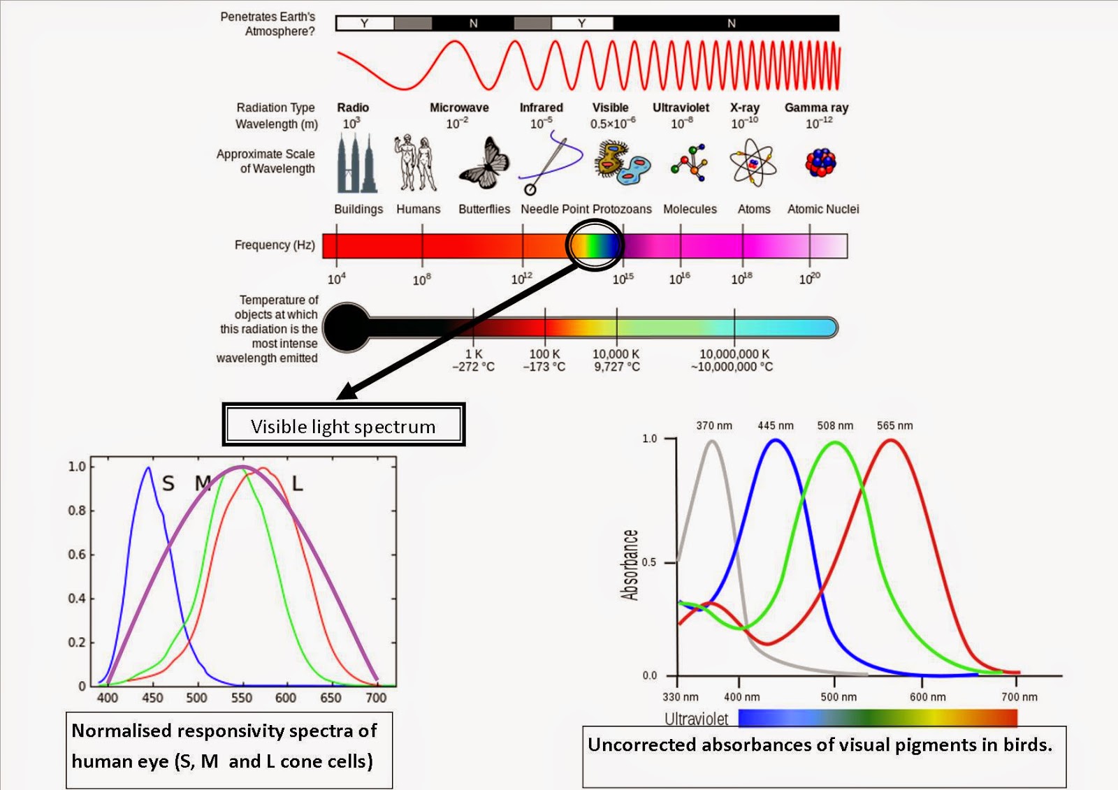 Roots 'n' Shoots: May 2013
