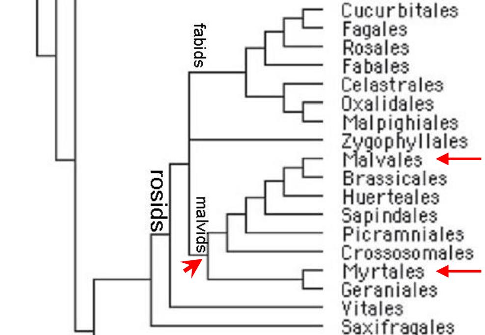 Flower Tales: Myrtaceae and the Bombacaceous-Malvaceae