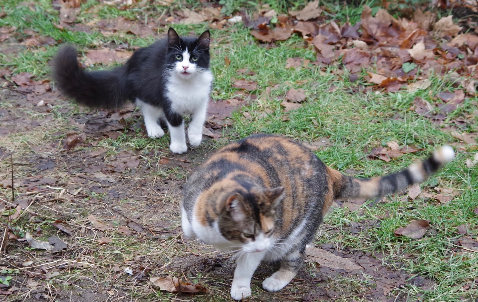 le blog du vieux matou.