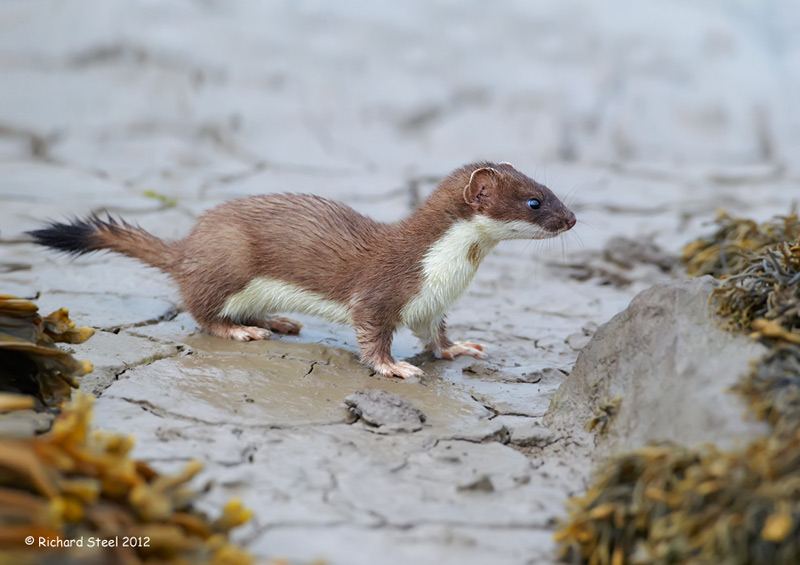 Wildlife Photographic Journals