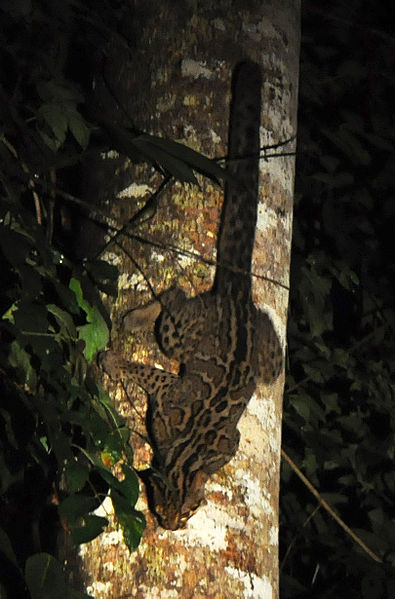 da|NATURALIST: Wild Cats of Malaysia