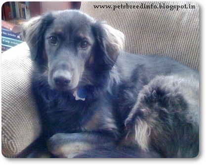 Afador Dog HD Wallpaper Free Download | All About Dogs