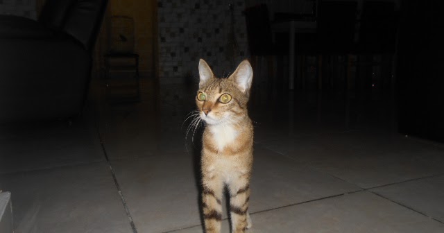 Obarian : Seeing Life in Nigeria: A Cat in the Nigerian Home