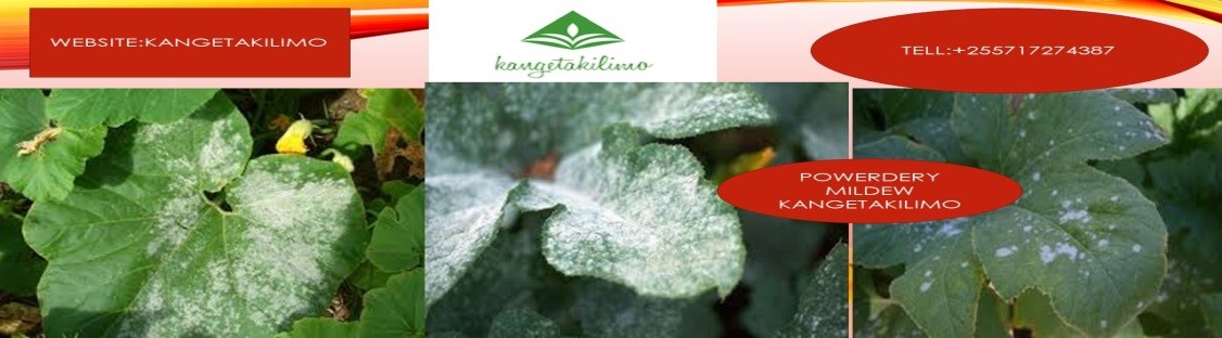 Kilimo cha Bamia: Fahamu kuhusu mbegu bora, mazingira sahihi ya kulima ...