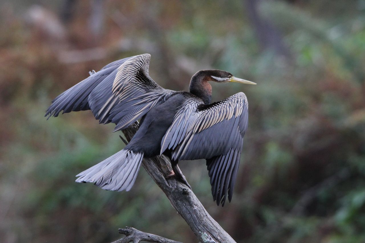 Pete's Flap Birding Aus: Australasian Darter & colour variation