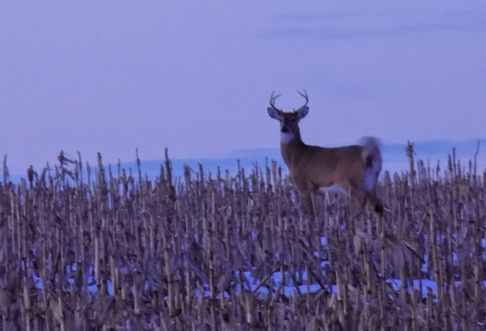 Wildlife Observation Photography Blog: 2/13/15 Observation