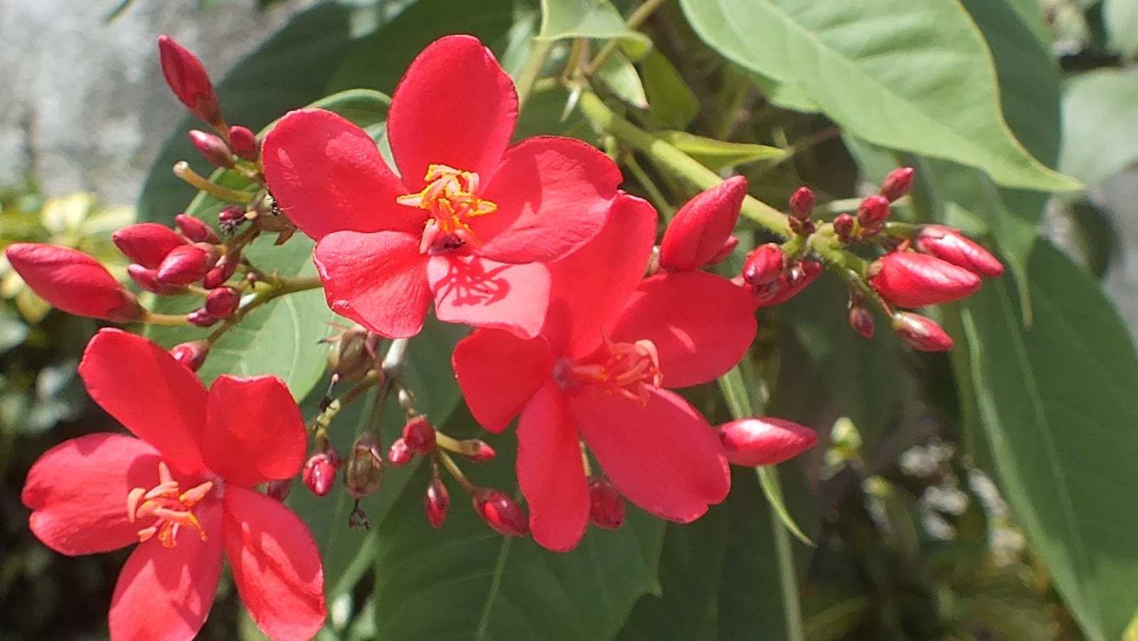 Photography with Dr. Ernie.: Shanghai beauty flower