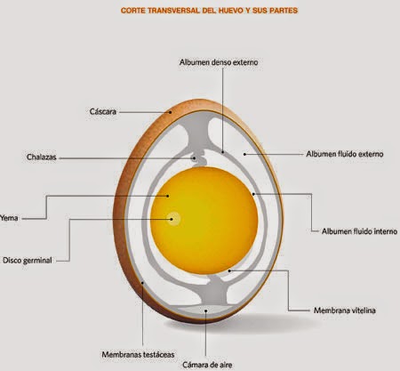 La casita de Paty: El huevo