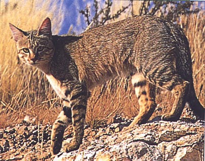 African Wild Cats Animals | Interesting Facts & Latest Pictures | The ...