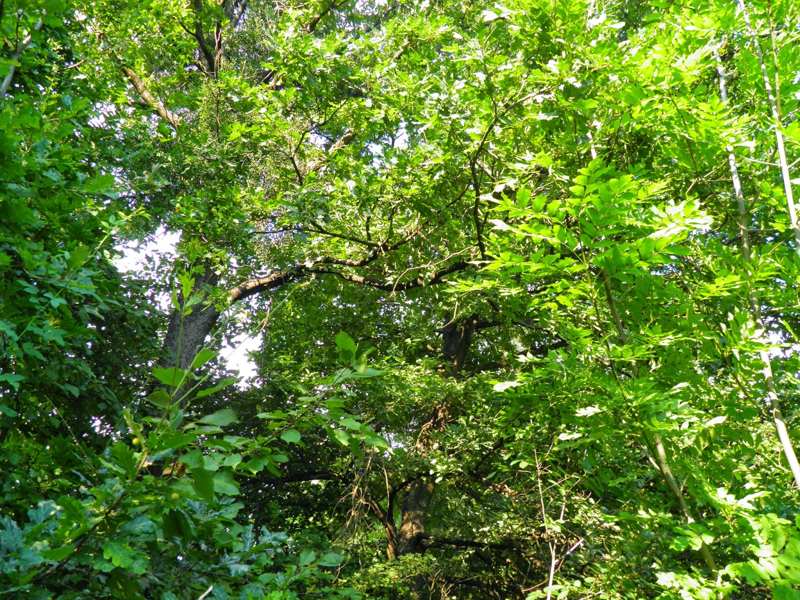 PASARI DIN ROMANIA: ULIU PORUMBAR (ULIUL GAINILOR), Accipiter gentilis