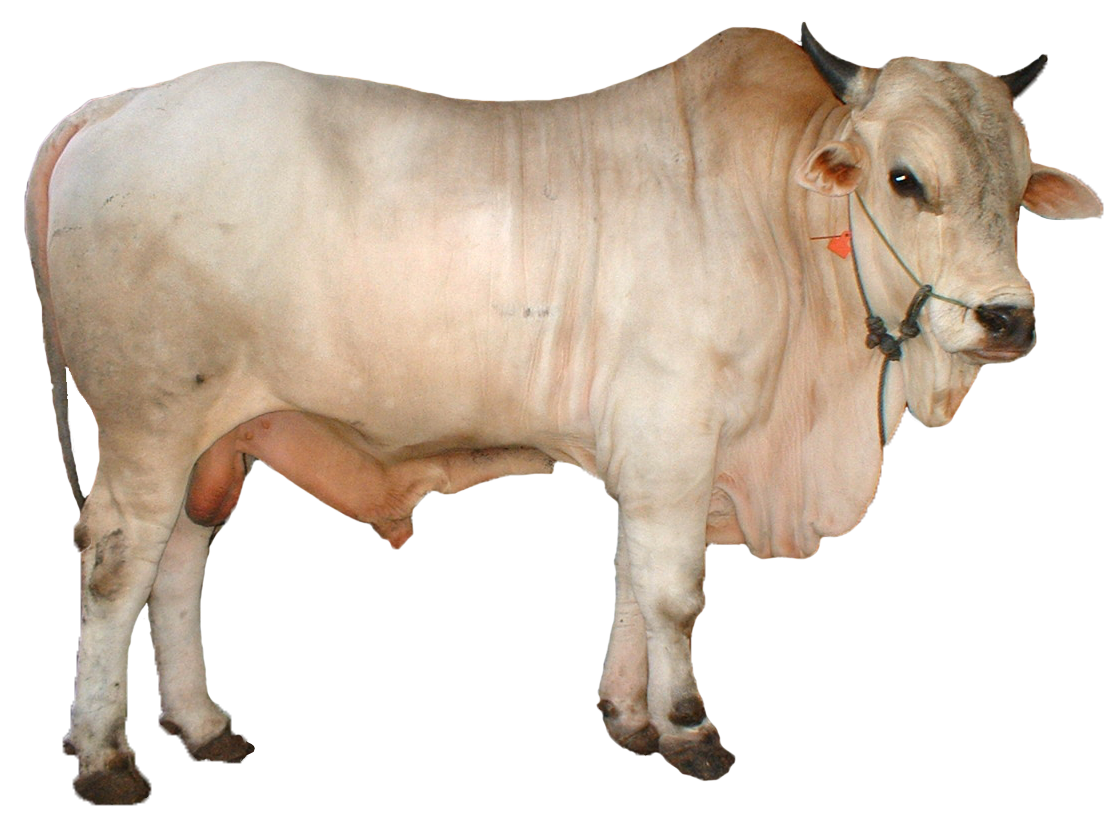 Harga Jual Sapi Qurban: HP 085749622504 Menjual Hewan Kurban Tangerang