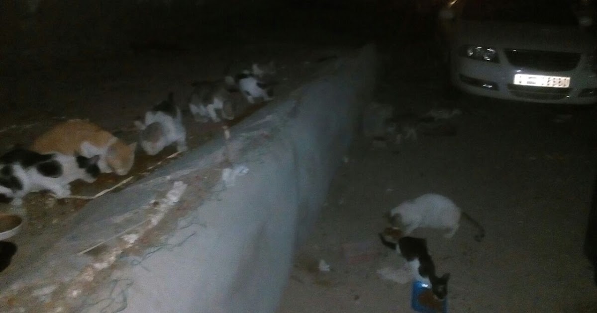 SAVE STRAY CATS IN AJMAN/SHARJAH-UAE.
