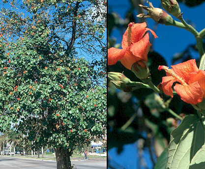 cultura verde: La Majagua: entre lo mágico y su uso práctico