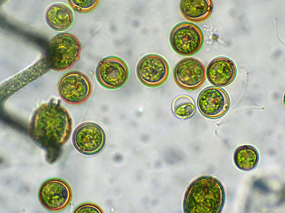 Il Microscopio: CHLAMYDOMONAS
