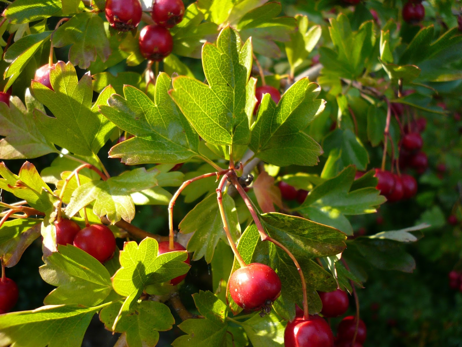 Countryman: Foraging California's Wild Side: Hawthorn Berry Fruit Leather